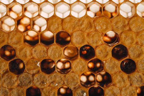 Honeycomb By Stocksy Contributor Pansfun Images Stocksy