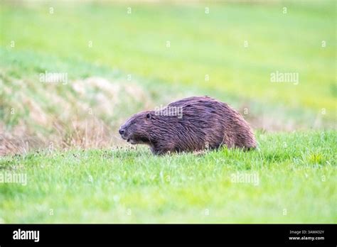 Biber Biber Sitzt Auf Einer Wiese Beim Fressen Die Streng Geschütze