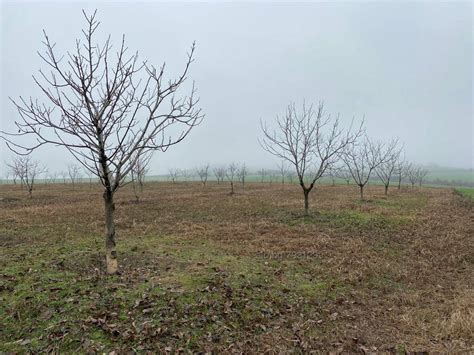 Градец, Продавам овощна градина Овощна градина 6400 кв.м четвърта ...