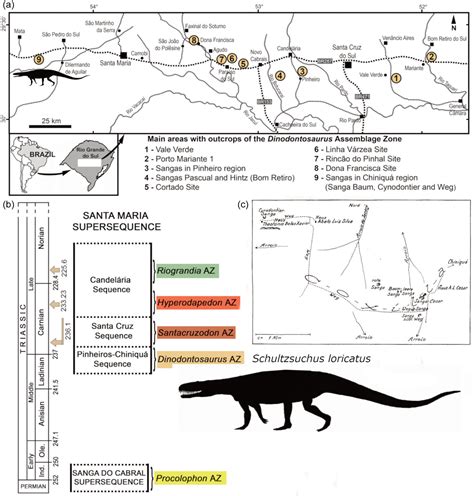 Reassessment Of The Enigmatic Prestosuchus” Loricatus Archosauria