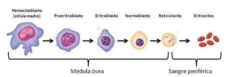 Fichero De Hematología Eritrocitos