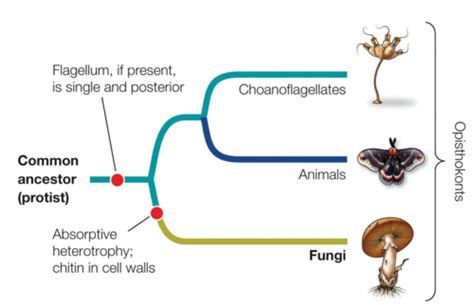 Evolutionary Biology Lecture 17 Flashcards Quizlet