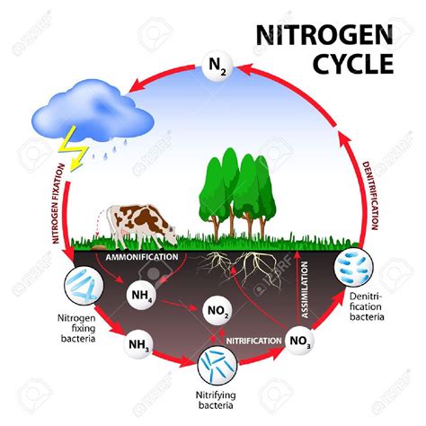 Nitrogen Cycle The Processes Of The Nitrogen Cycle Transform Nitrogen