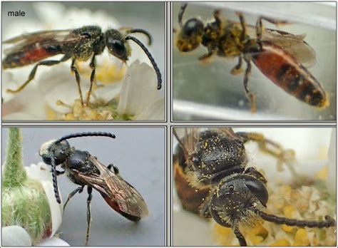 Hymenoptera Sphecodes Crassus Or Ephippus