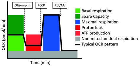 The Cell Mito Stress Test Respirometry Assay And Its Related
