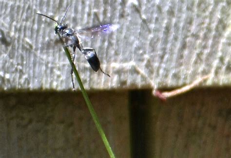 Grass Carrying Wasps A Closer Look At Their Fascinating Behavior Whats That Bug