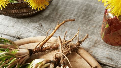 Dandelion Root Interactions Medication Safety Contraindications