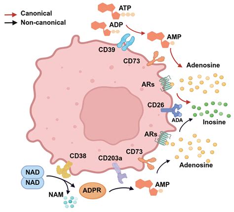 The Cd39cd73adenosine And Nadcd38cd203acd73 Axis In Cutaneous T