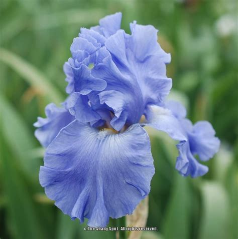 Tall Bearded Iris Iris Beyond The Reef In The Irises Database