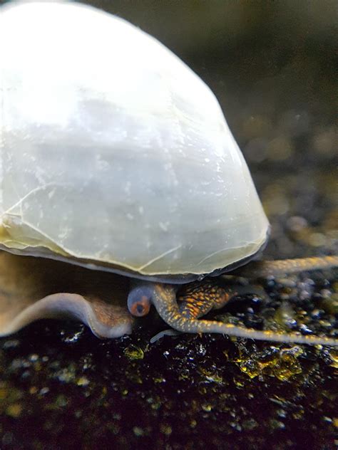 Just Picked Up This Cutie Hoping His Shell Gets Better Soon