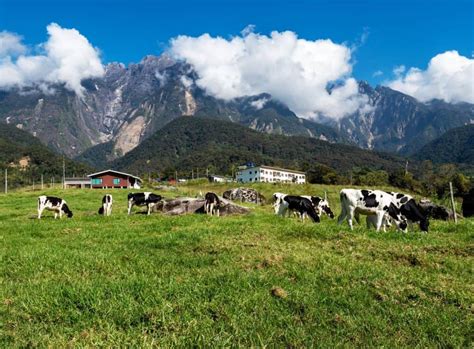 Enjoy A Relaxing Stay At Borneo Empurau Farm And Resort Malaysia Goto