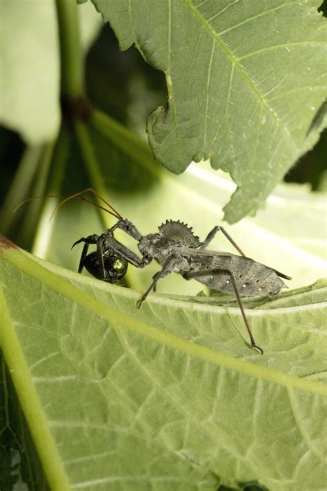 An Assassin Wheel Bug Eating A Japanese Beetle Stock Image Image Of Wheel Details 174065585