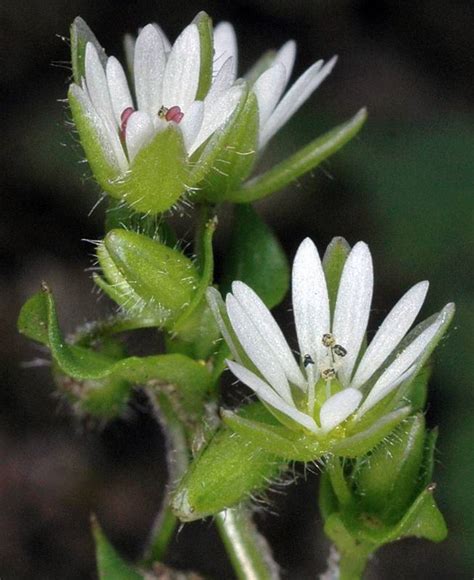 Stellaria Media Burke Herbarium Image Collection
