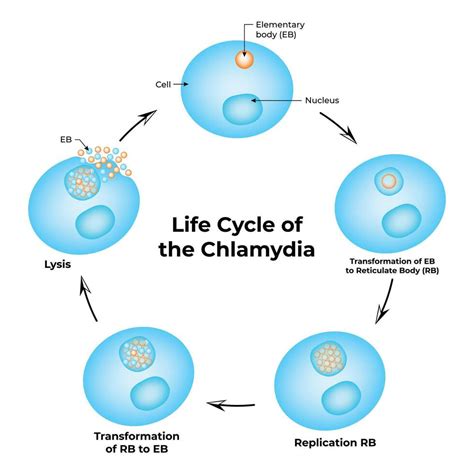 Life Cycle Of The Chlamydia Science Design Illustration Diagram 46452136 Vector Art At Vecteezy