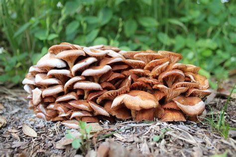 South Carolina Mushroom Identification Guide 2023 The Gardening Dad