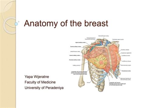 Female Breast Anatomy And Physiology Ppt