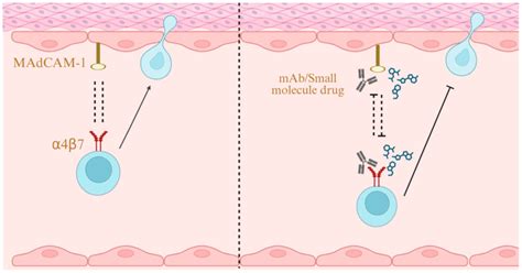 The Role And Application Of Madcam 1 α4β7 Induced Lymphocyte Migration