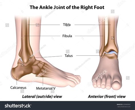 Ankle Joint Anatomy Labeled Stock Illustration 229583692 Shutterstock