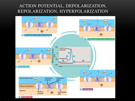 Herg Blocking 2016 01 22 Jun Min Jung Ppt Download