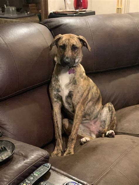 Lab Pitbull Mix Brindle At Anna Weathers Blog