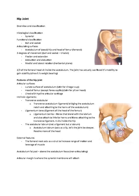 Hip Joint Hip Notes Hip Joint Overview And Classification
