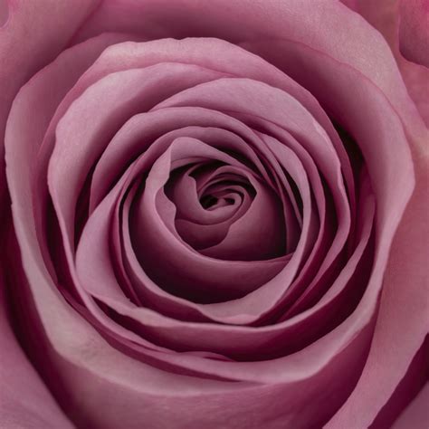 Star Platinum Terra Nostra Farm Growing Ecuadorian Roses Of Unparalleled Quality 3150 Meters