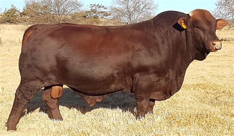 Santa Gertrudis Cattle South Africa