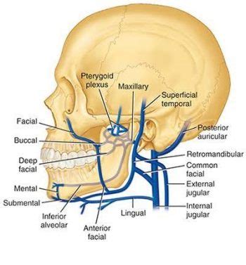 Head And Neck Anatomy Part A Oral Facial Anatomy Online