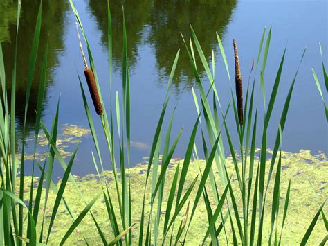 Cattails In Pond