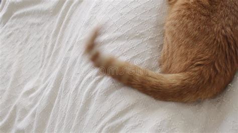 Ginger Cat Tail Moving Stock Footage Video Of Relaxation 321774388