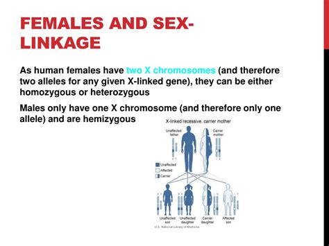 PPT Sex Linkage PowerPoint Presentation Free Download ID 2707835