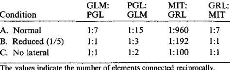 Connections Between Elements In The Olfactory Bulb Model Download Table