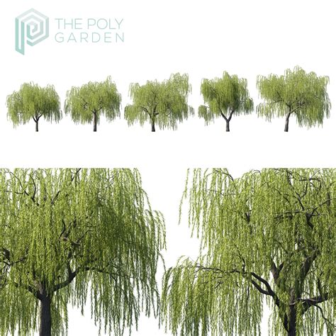 Golden Willow Salix Alba Var Vitellina For 3ds Max The Poly Garden