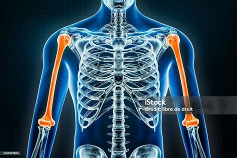 Rontgen Humerus Osteologi Kerangka Manusia Lengan Atau Tulang Tungkai Atas Dan Ilustrasi
