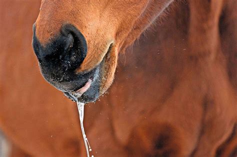 Slobbers In Horses Slaframine Poisoning Signs Causes And Treatment