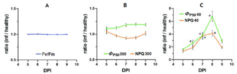 Dynamics Of The Ratio Of The Values Of Chlorophyll Fluorescence