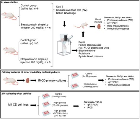 Antioxidants Special Issue Cellular Ros And Antioxidants