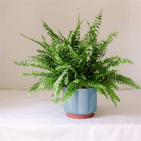 Potted Ferns Boston Fern Plant For Sale Singapore Flowers And Kisses