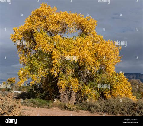 Louisiana Cottonwood Tree At Julian Romilly Blog