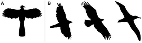 Wing Proportions Of Birds A Archaeopteryx B Variation Of Wing