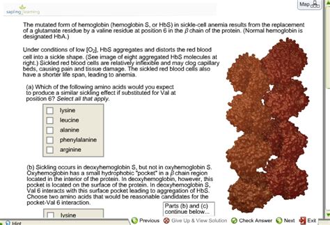 Solved The Mutated Form Of Hemoglobin Hemoglobin S Or Hbs