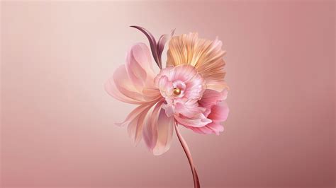 Hd Backgrounds Flowers