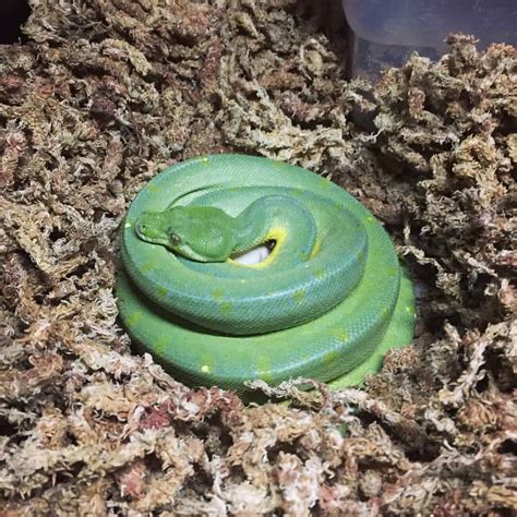 Green Tree Python Owner S Guide Best Practices For Keepers