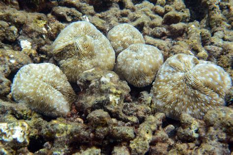Razor Coral Sweet Island Roy