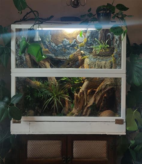 A Vivarium That I Made For My Royal Python R Vivarium