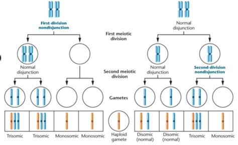 Genetics Ch 8 Chromasomal Mutations Flashcards Quizlet