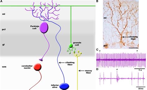 A Schematic Of A Simplified Cerebellar Microcircuit Illustrating The
