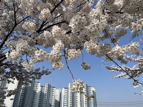 벚꽃잎 휘날리는 길을 달리다수학과 사는 이야기