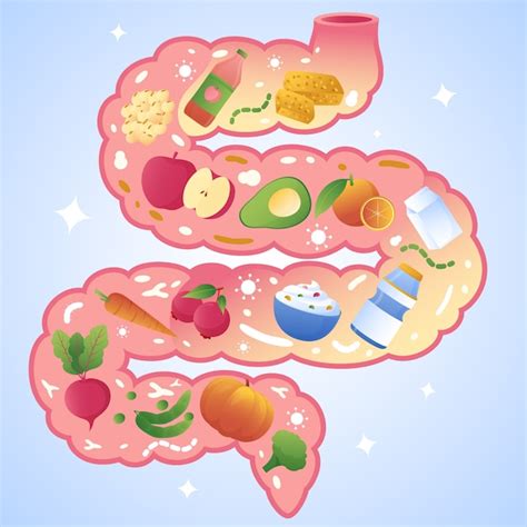 Premium Vector Gradient Gut Health Illustration