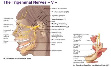 Trigeminal Nerve V Schema Welcome To Gitansh Enterprises